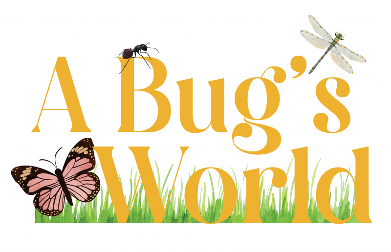 A Bug’s World – ArtWorks Academy of Performing Arts